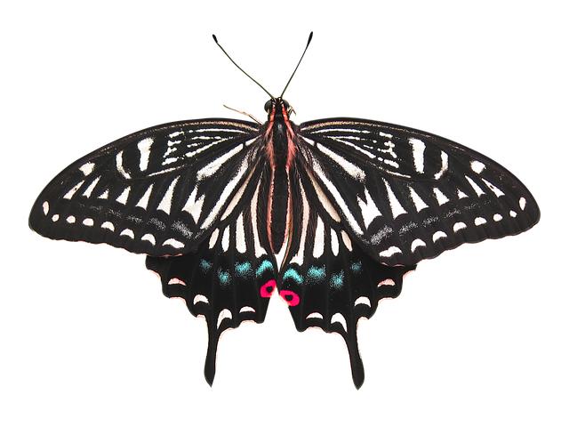 Removing Wisdom Teeth Change Face Shape: Myth Or Reality? » CityDenten.com